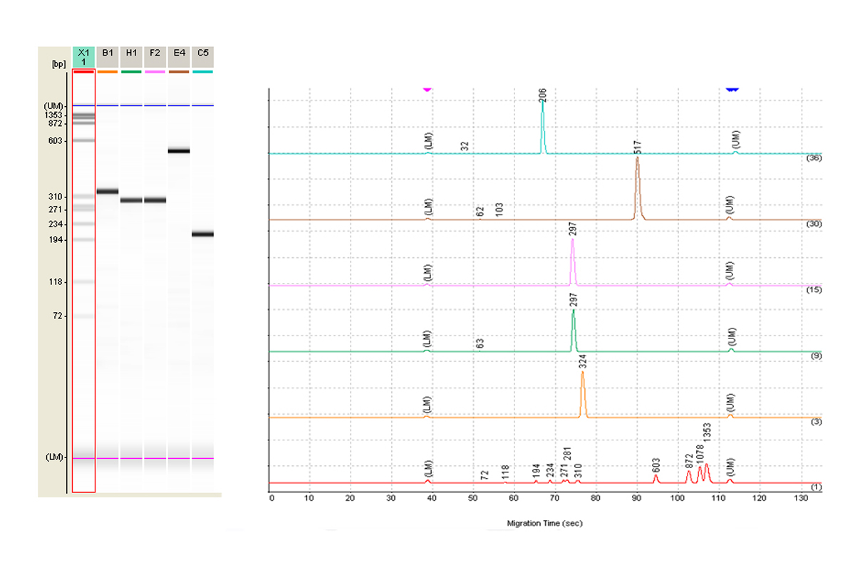 Microchip Electrophoresis System for DNA/RNA Analysis MSE (Shimadzu ...